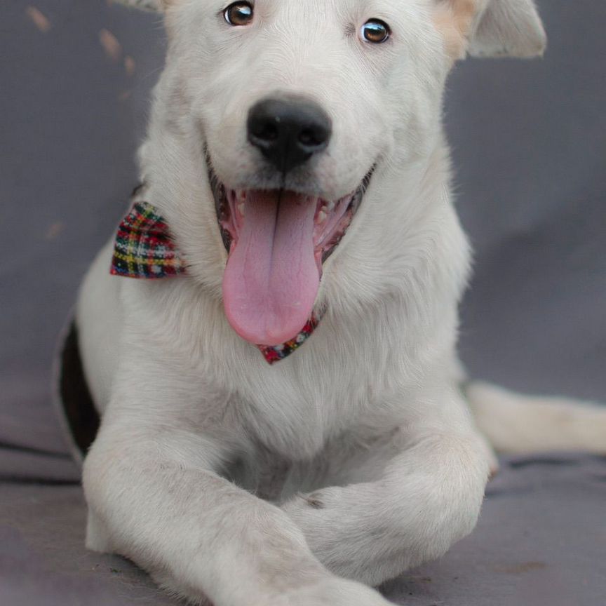 В хорошие руки собака мальчик