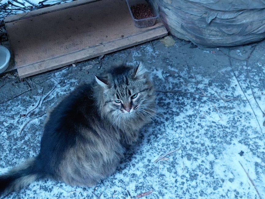 Кошка
