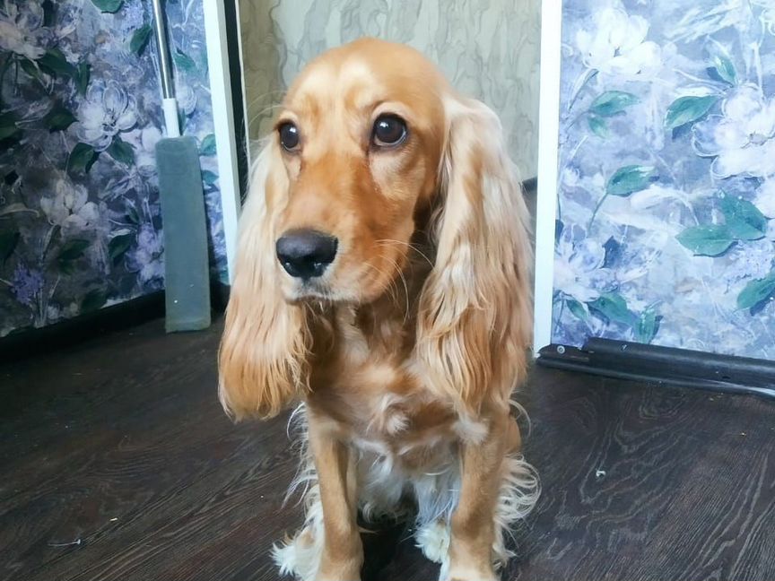 Собаки кокер спаниель