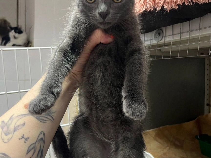 Серый дымчатый котенок в добрые руки