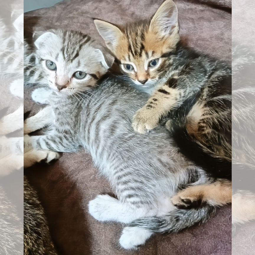 Шотландский вислоухий длинношёрстный котёнок