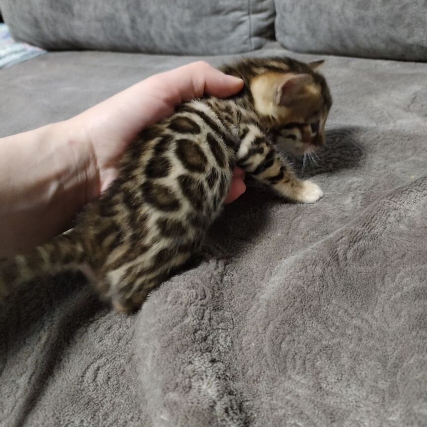 Бенгальские котята