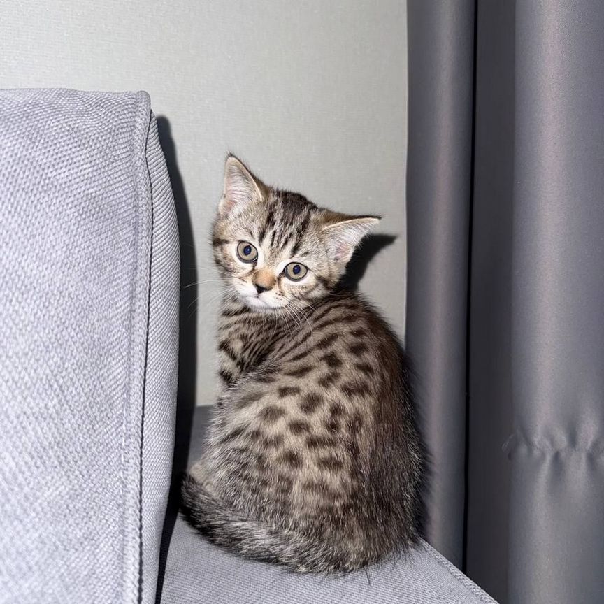 Шотландский прямоухий короткошёрстный котёнок