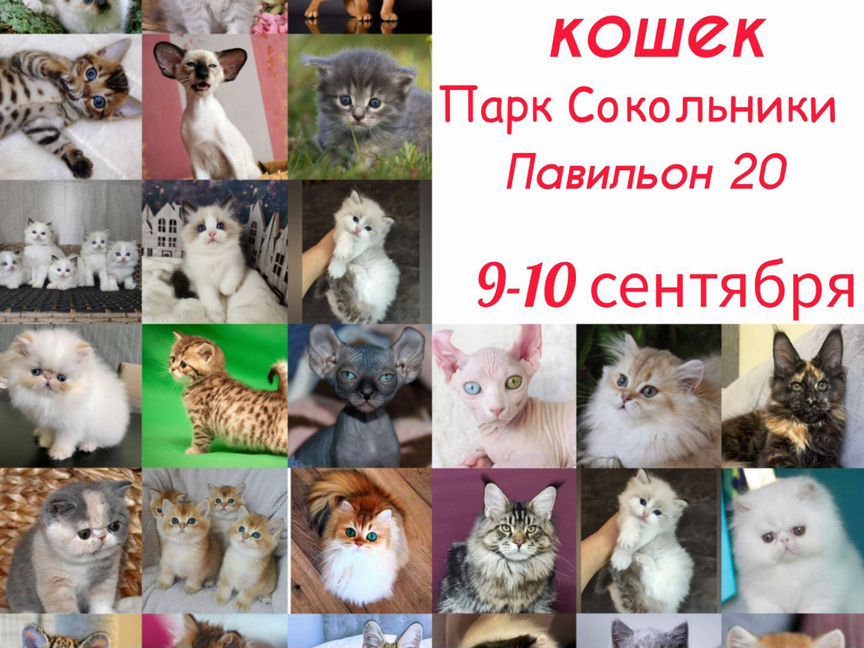 Котята на выставке кошек 9-10 сентября