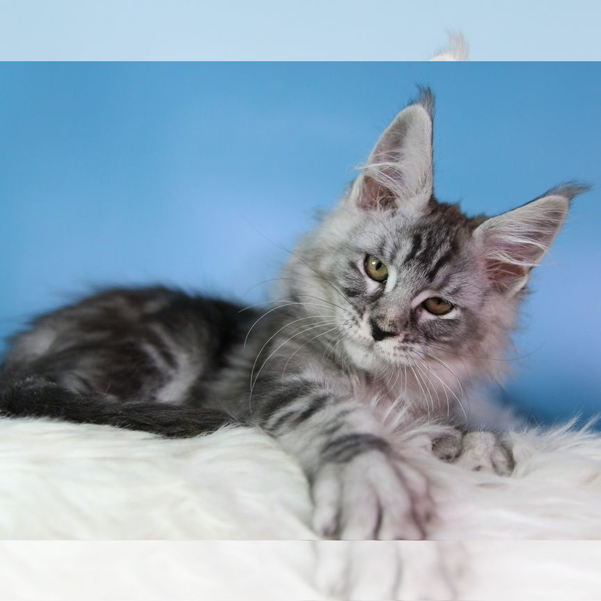 Мейн-кун котёнок