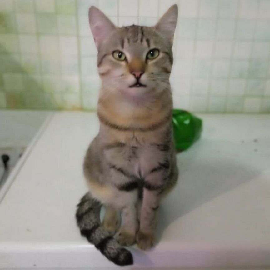 Наимилейший котик Матис ищет любящего хозяина