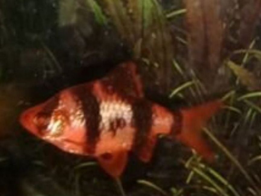 Барбусы и лабео