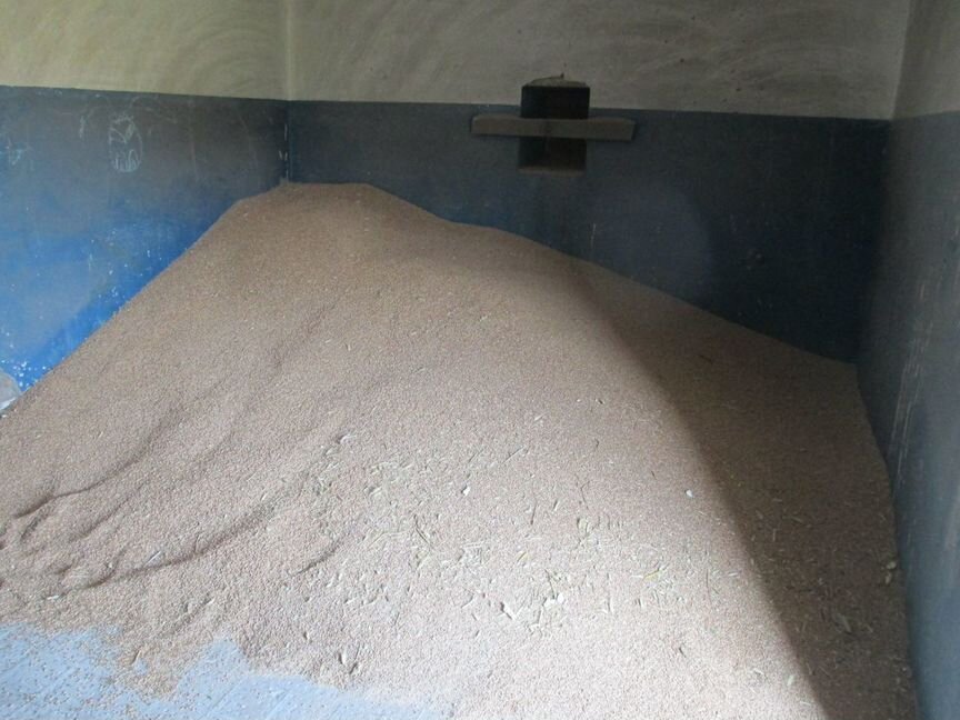 Зерно - озимая тритикале