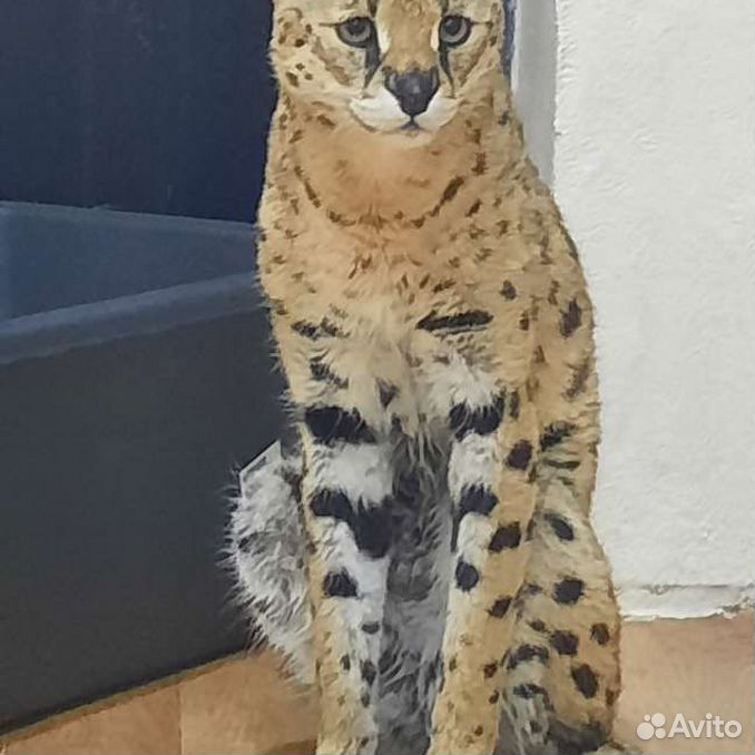 Саванна ф0 самец