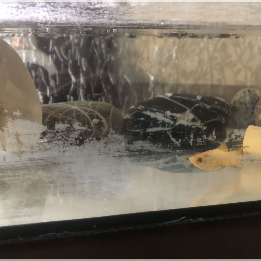 Аквариум с рыбкой