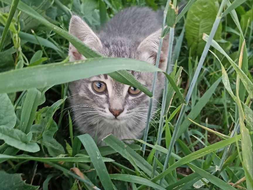 Отдам котят в добрые руки