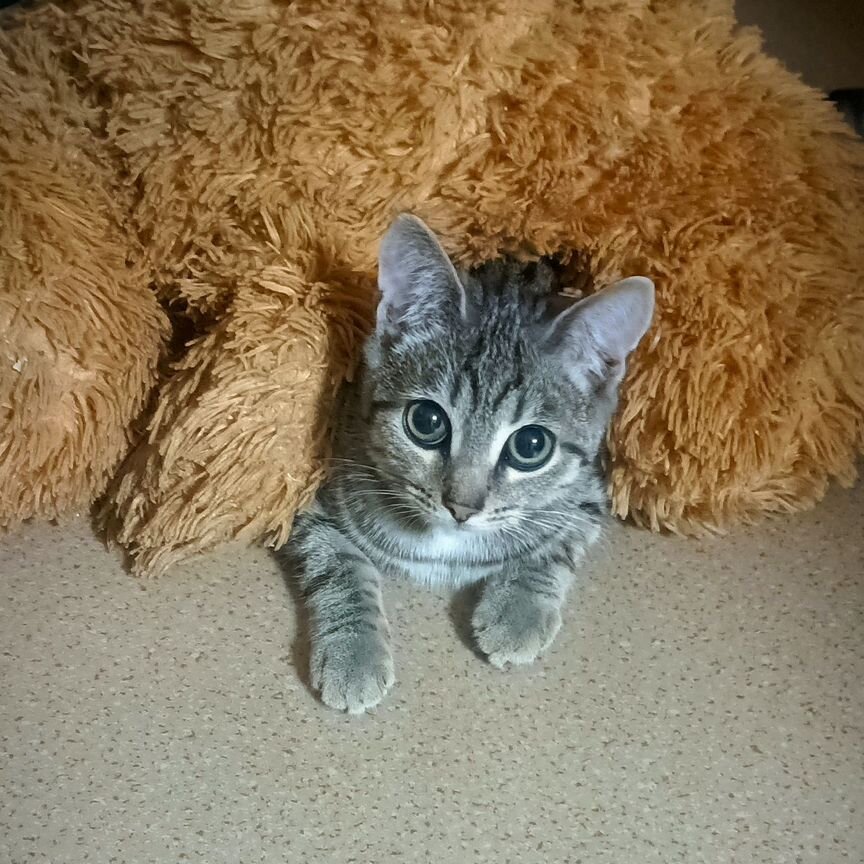 Британский короткошёрстный котёнок