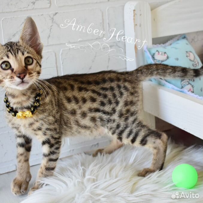 Котенок саванна ф6 (savannah F6 SBT)
