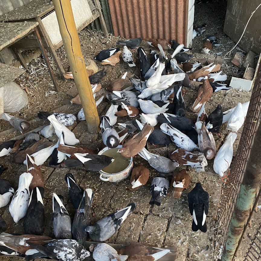 Продаю летных голубей