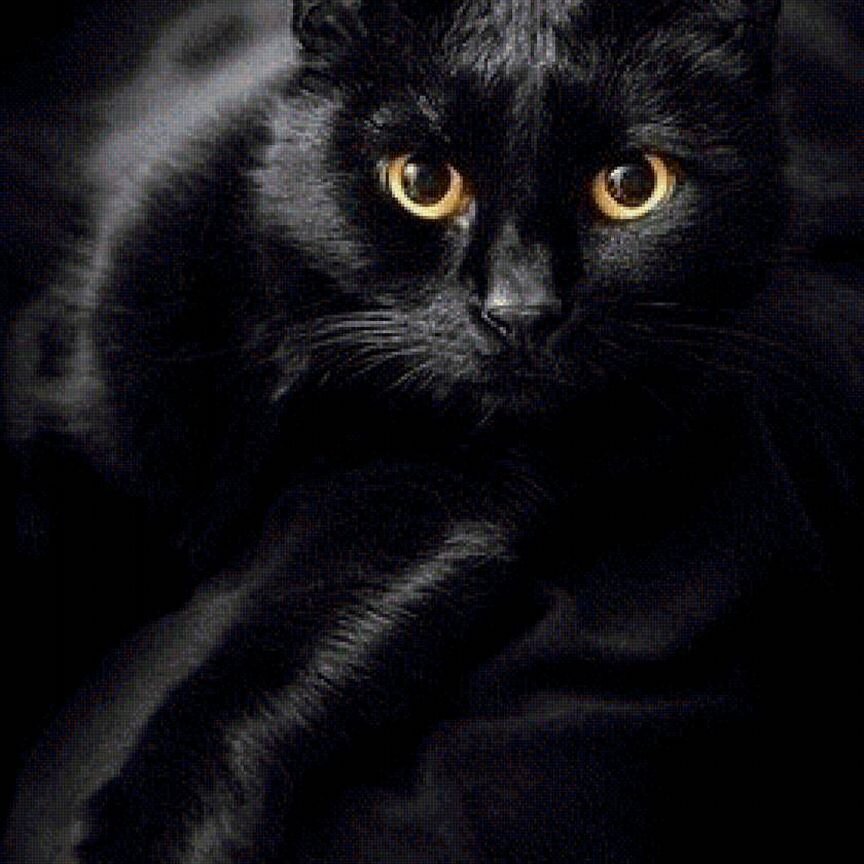 Черный кот умный