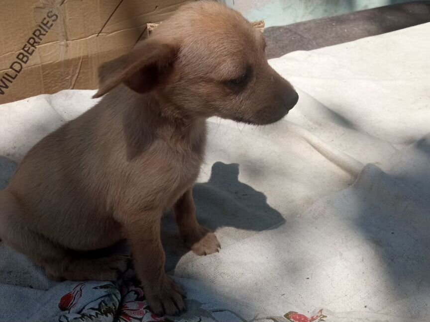 Девочка в добрые ручки