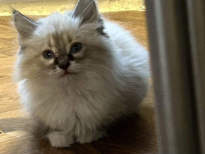 Невская маскарадная девочка