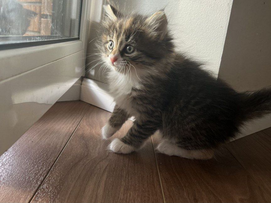 Отдам котенка