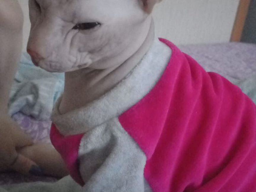 Продам кота