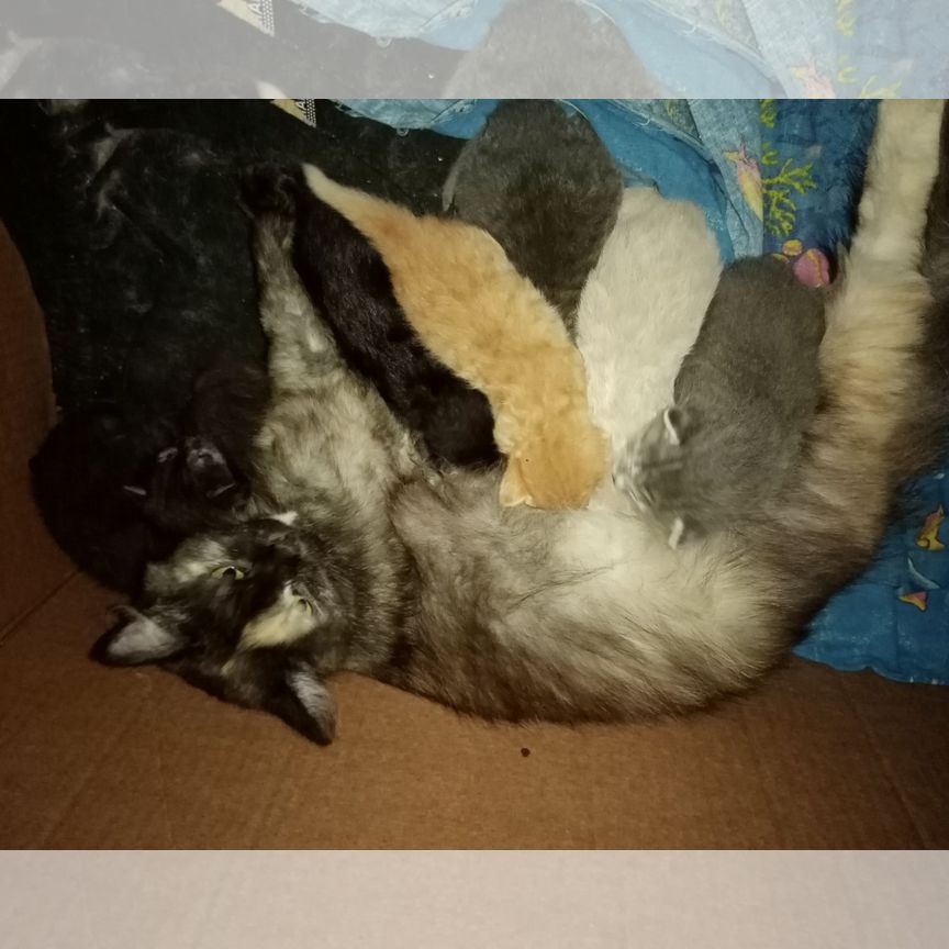 Сибирские котята