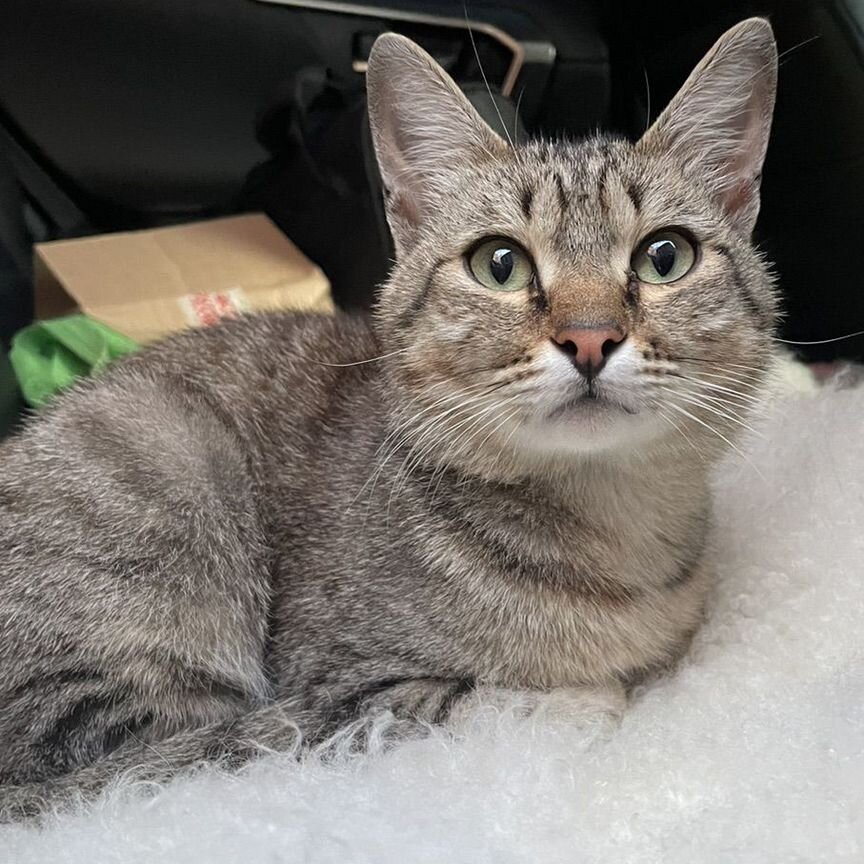 Котик 8 месяцев