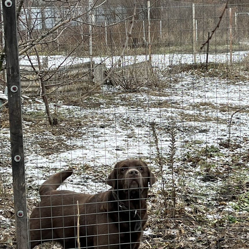 Нашлась собака