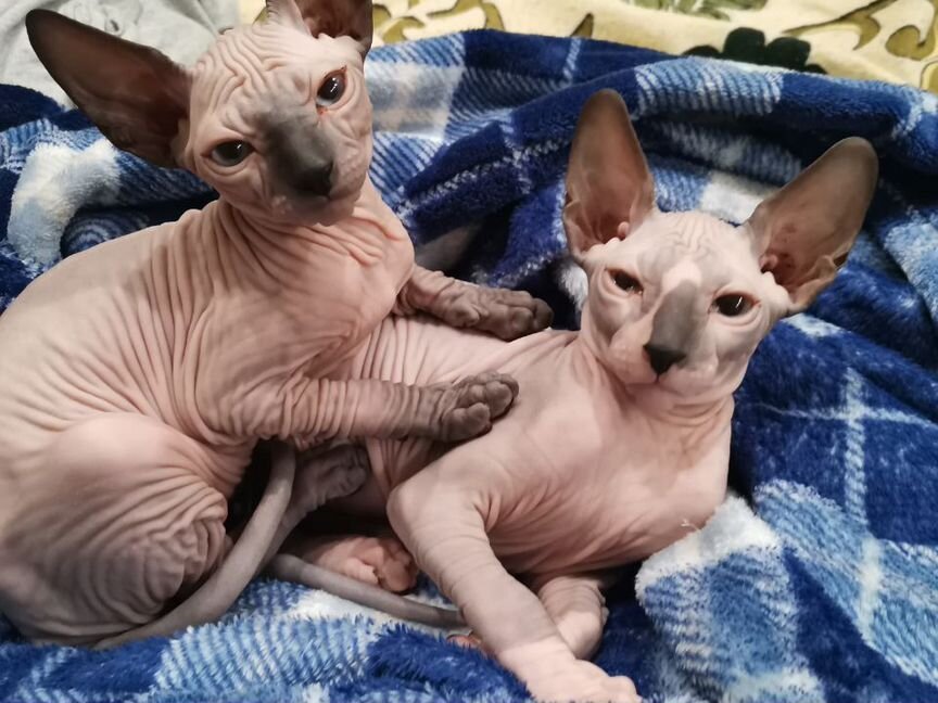 Донской сфинкс котята