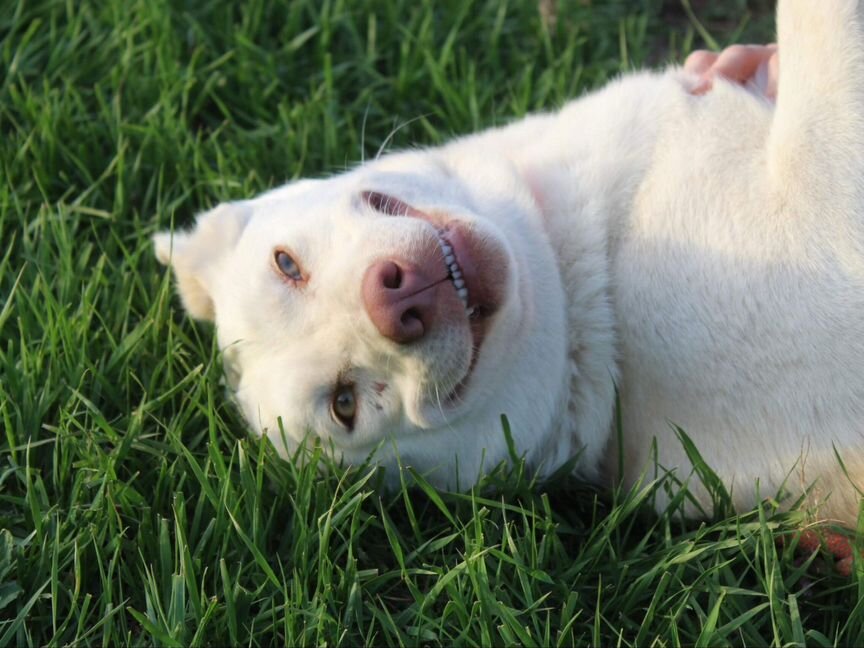 Собака Эльза в добрые руки