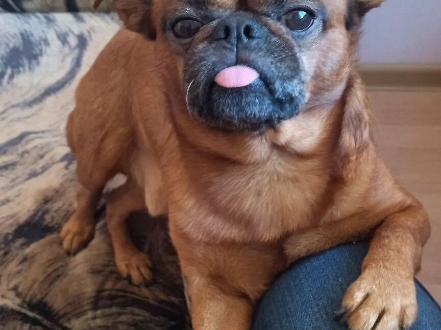 Пти брабансон