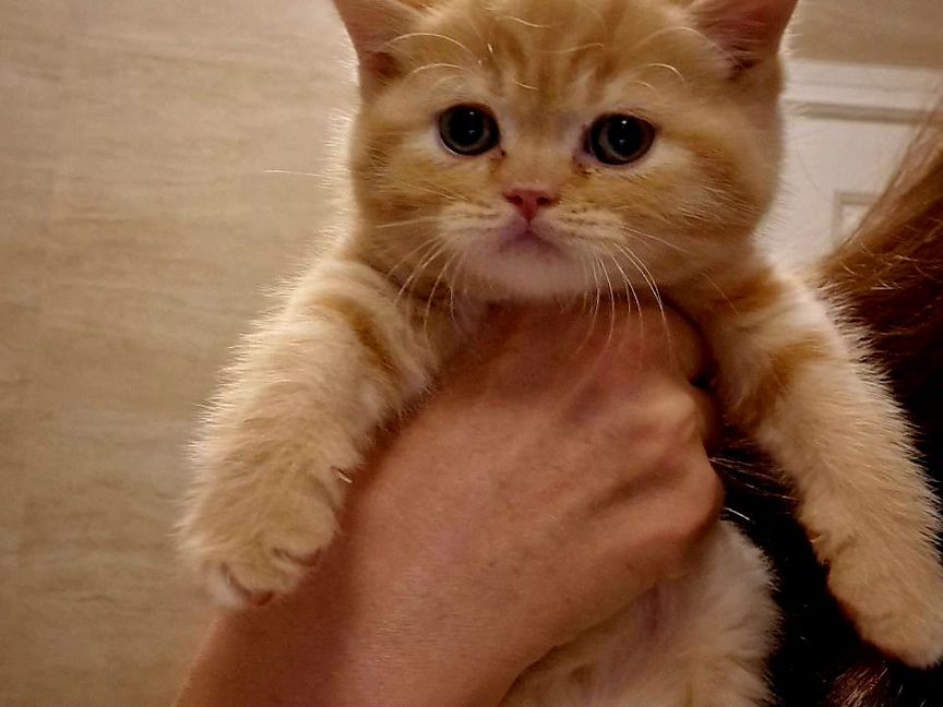 Британские котята