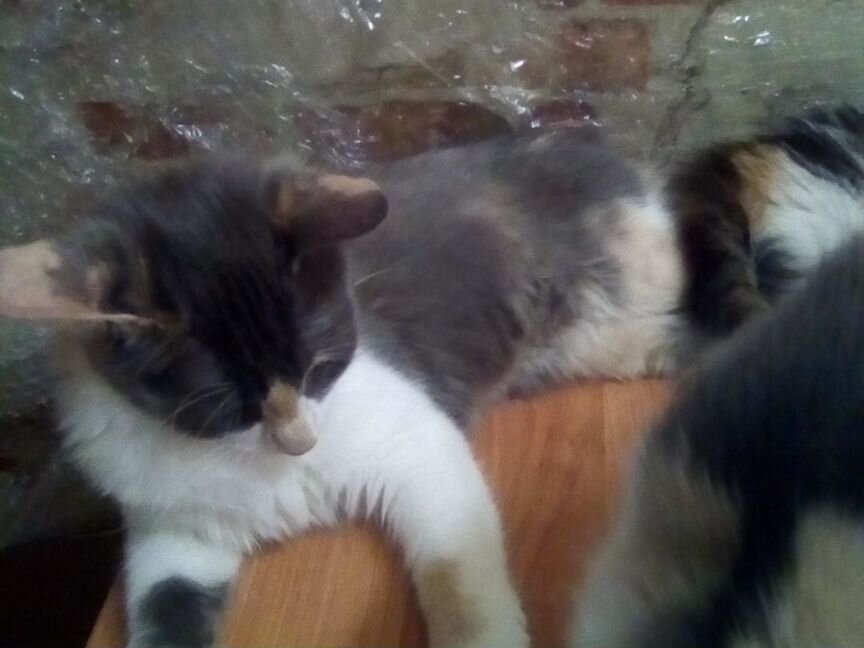 Котята девочки 3 мес