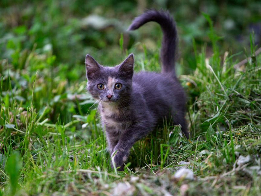 Котята девочки ищут дома