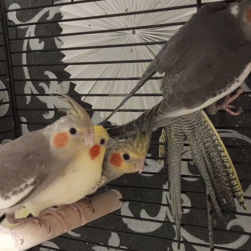 Попугаи Корелла малыши