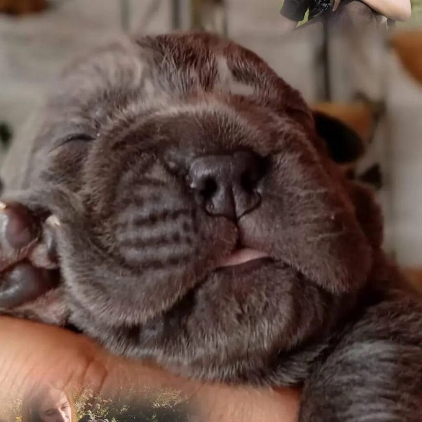 Щенки Кане Корсо