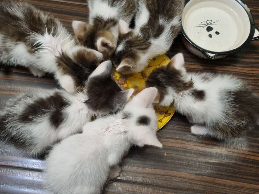 Котята в добрые руки 1 месяц