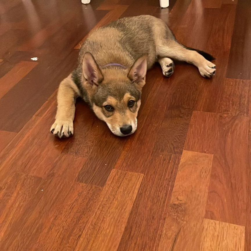 Щенок потерян