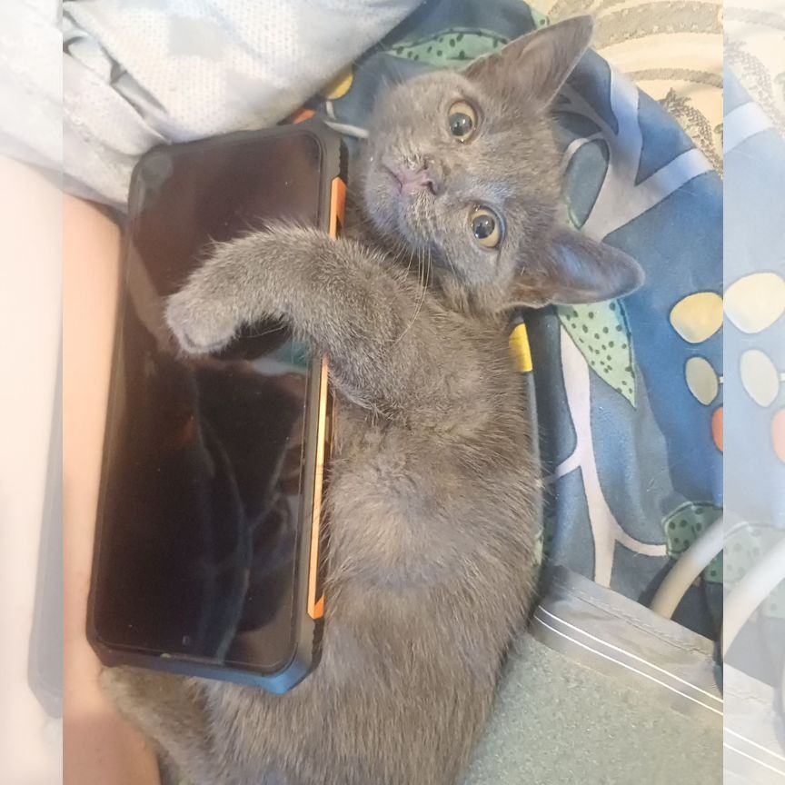 Котёнок в дар тем кто не стерилизует животных
