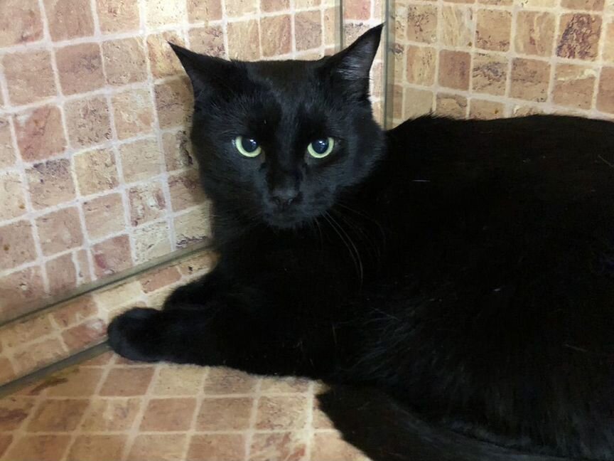 Кот в добрые руки