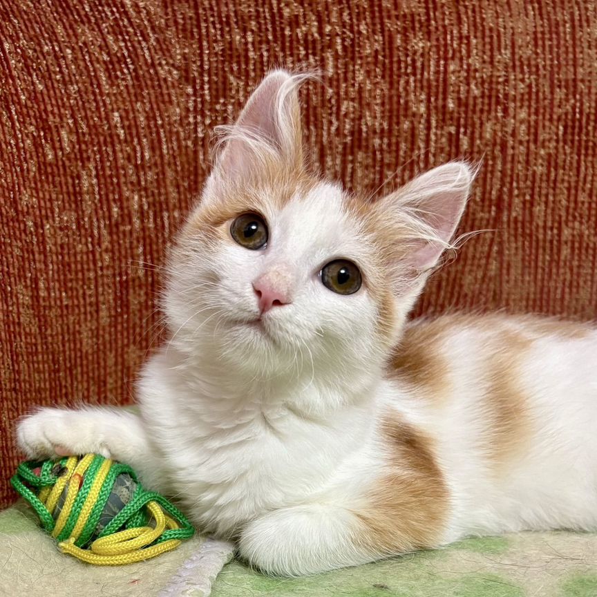 Рыжий котенок в добрые руки