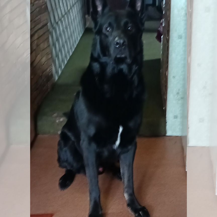 Восточноевропейская овчарка, взрослый пёс