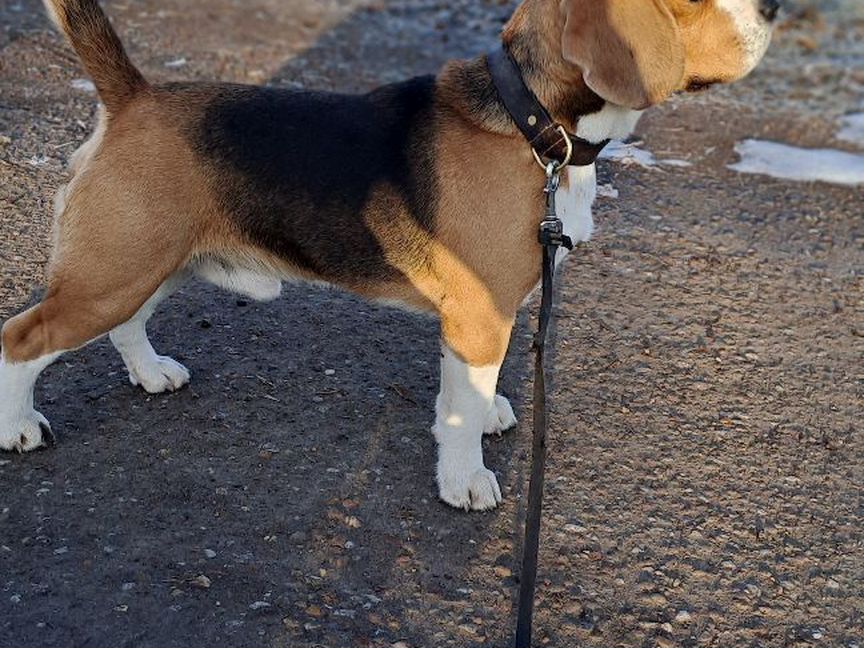 Вязка кобель бигль