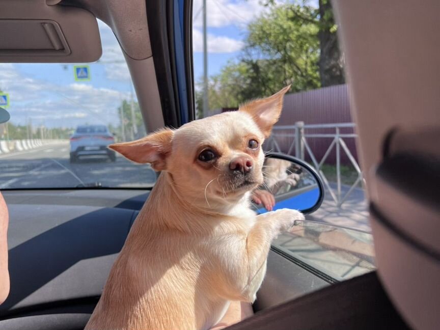 Вязка чихуахуа кобель