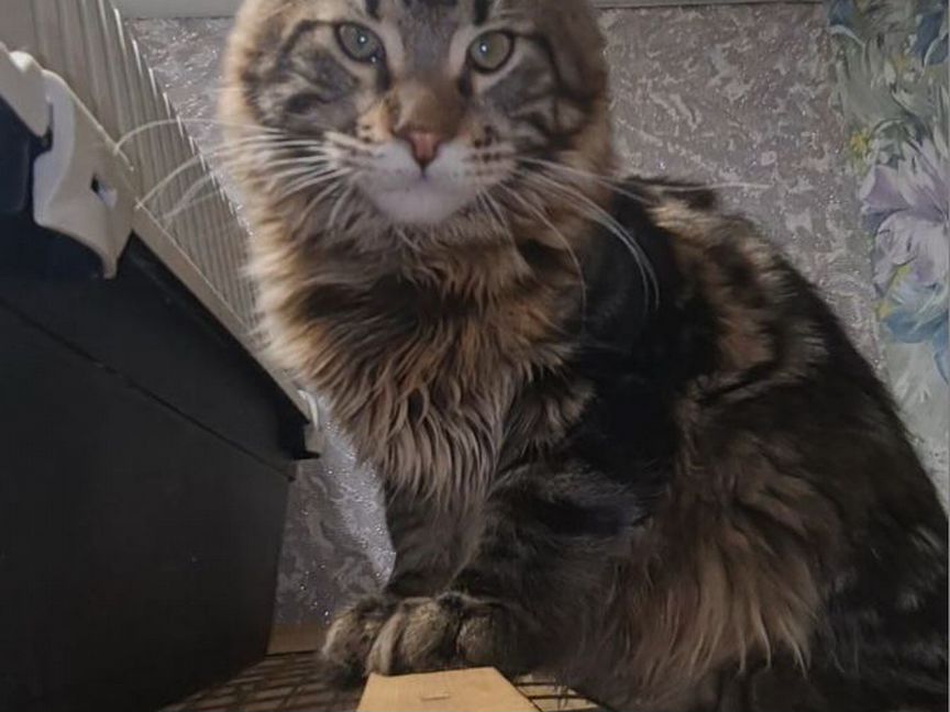 Кот мэйн кун 6 мес