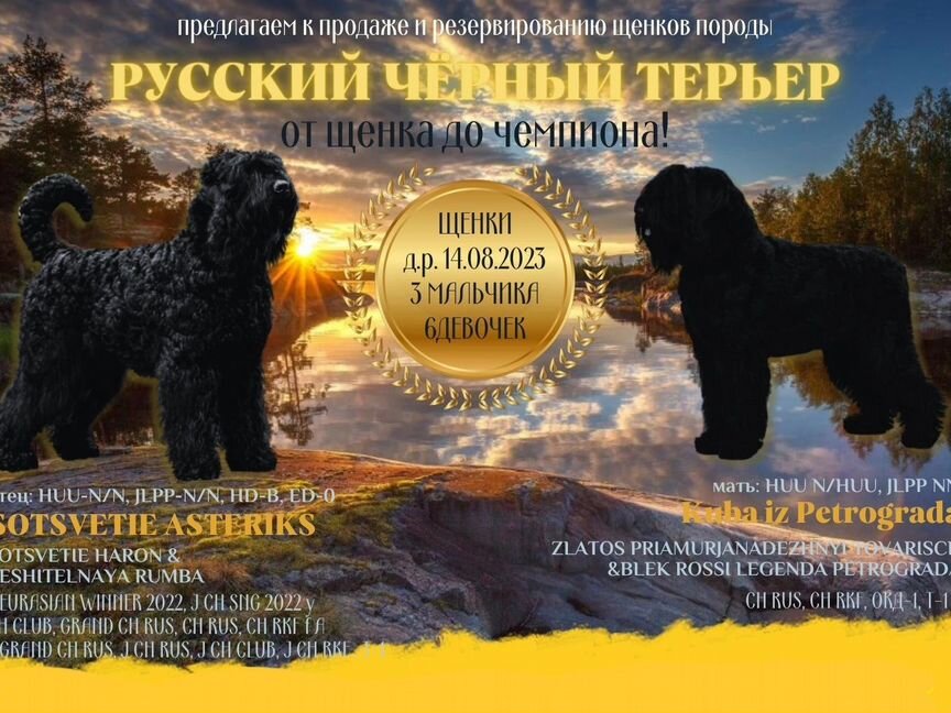 Русский черный терьер,щенки