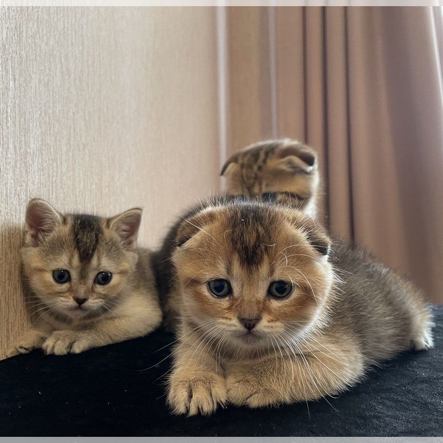 Шотландская Скоттиш страйт