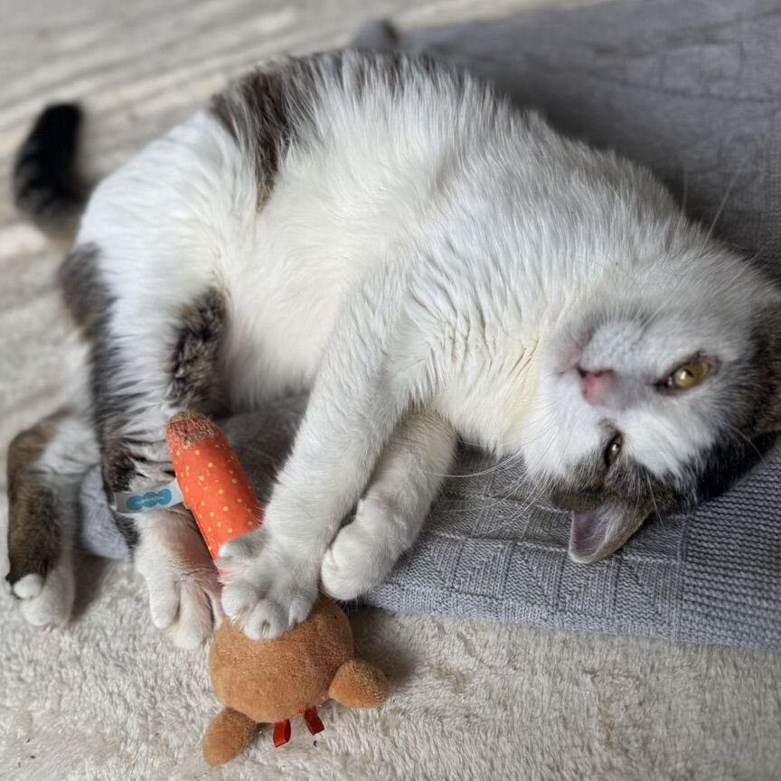 Котик Сиропий бело сервй в дар