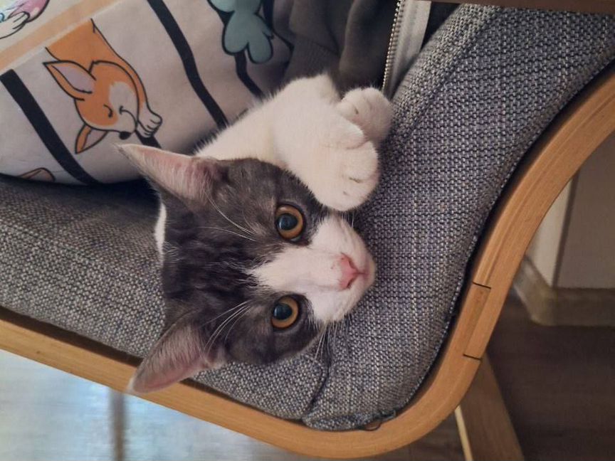 Котенок Арчи в добрые руки