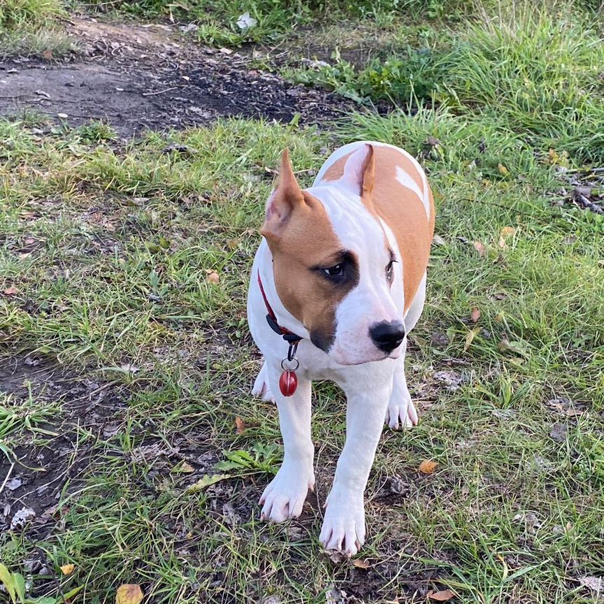 Собаки щенки