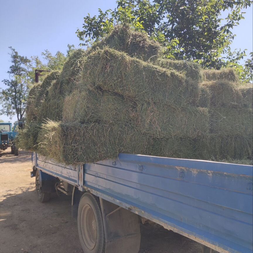 Сено люцерна