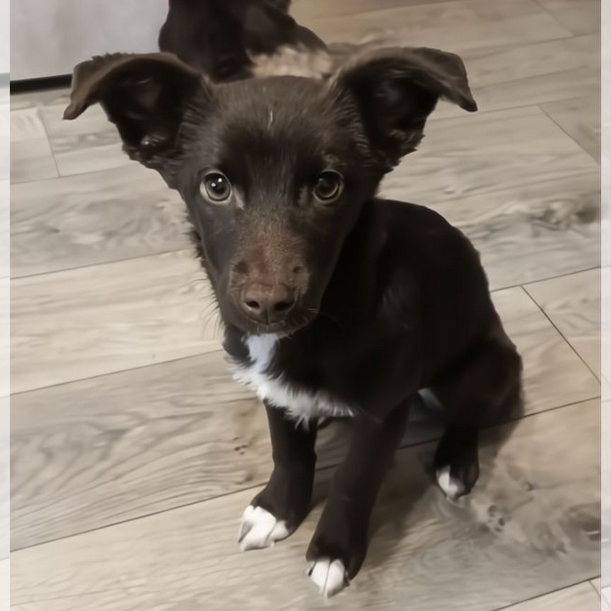 Щенок в добрые руки